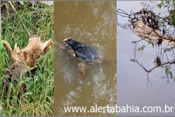 Moradores do povoado de Pedrinhas denunciam descarte de restos de ...